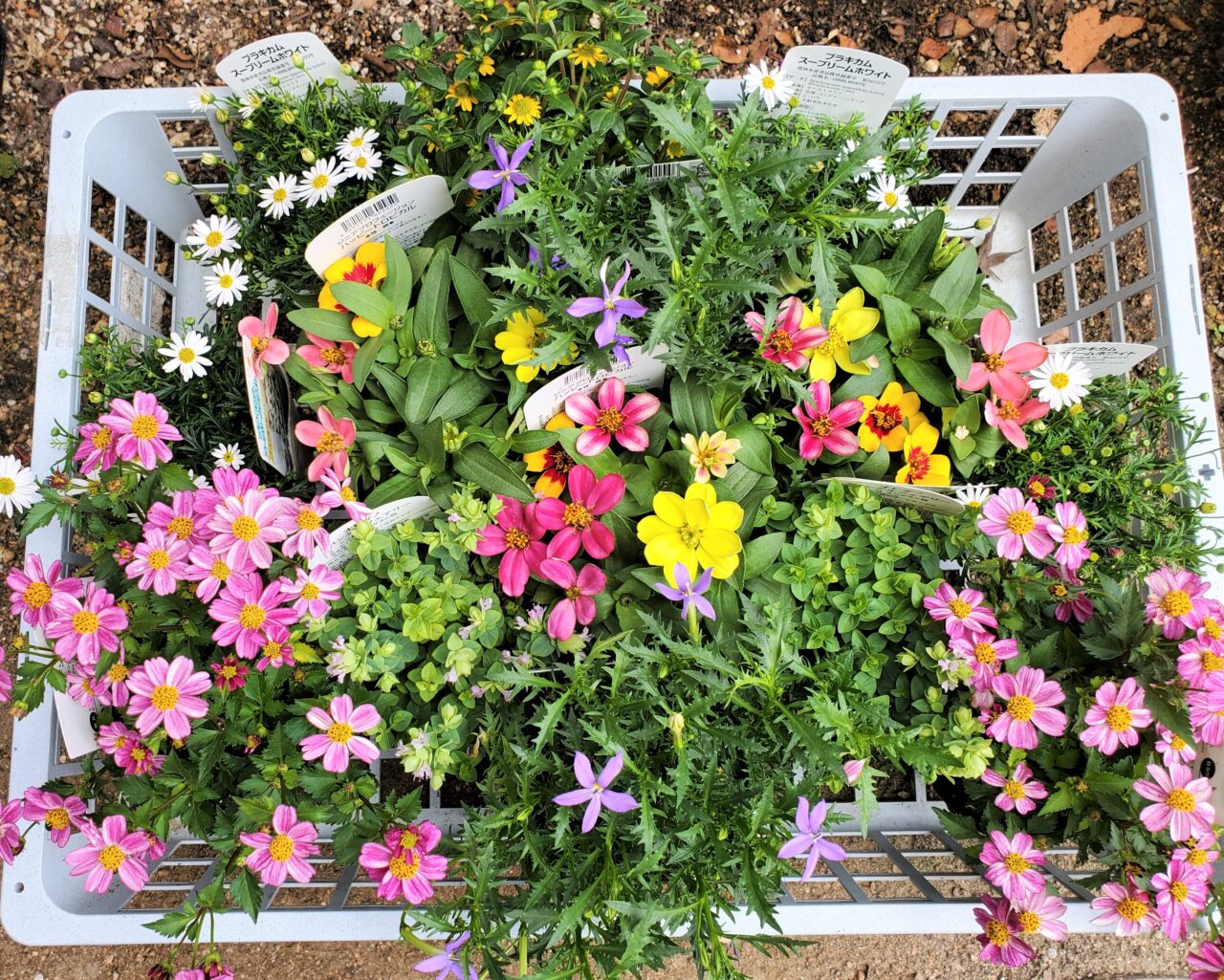 排泄トレーナー養成講座 – 一般社団法人 いきいき長寿アカデミア